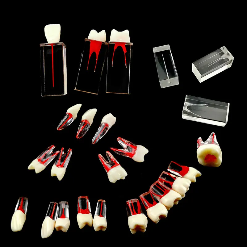 Dental Tooth Model Root Canal Pulp Cavity Clear Resin Teaching Teeth ...