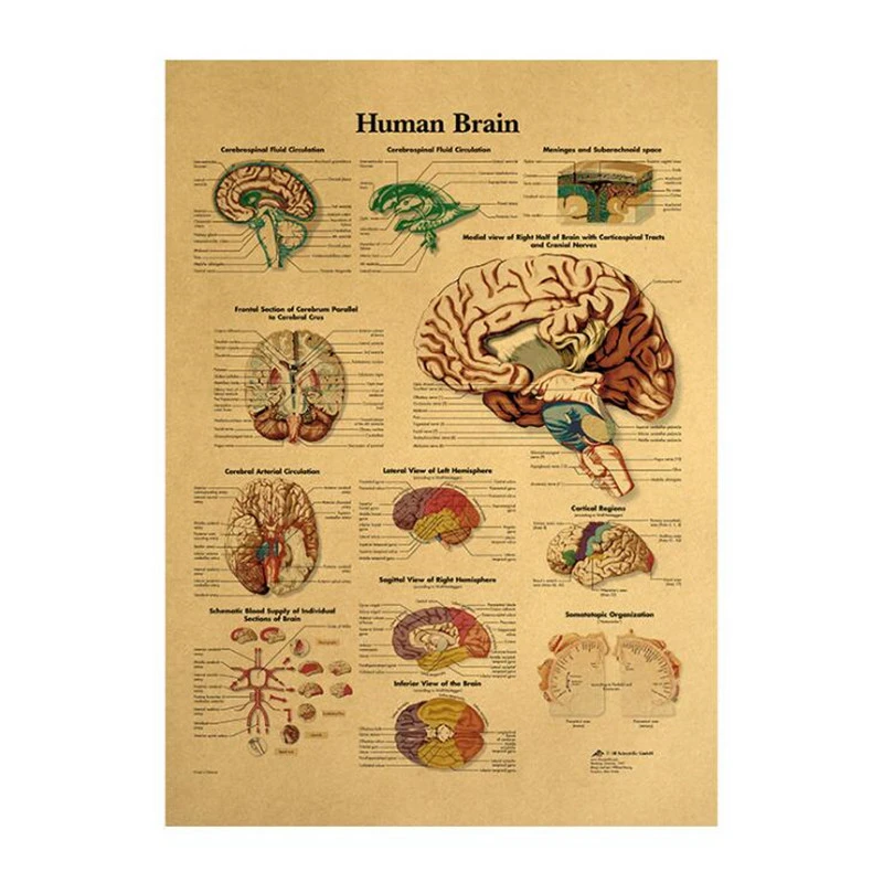 Vintage-Poster-Human-Brain-Room-Decoration-Medical-Posters-Stickers ...