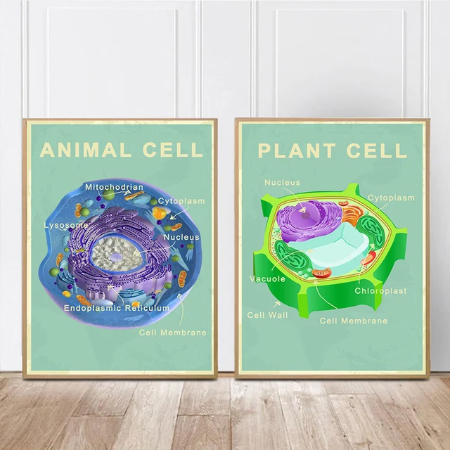 Animal Cell Project Poster