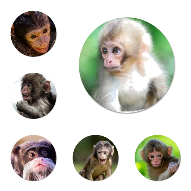 Baby Capuchin Monkey In Clothes