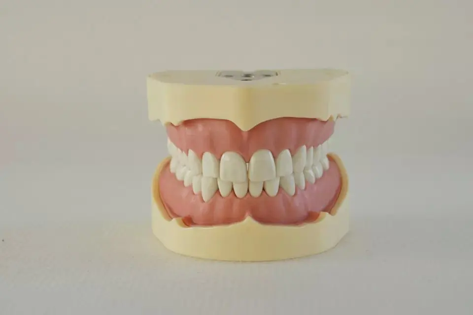 Human Medical Science Imitate Frasaco Dental Teeth Model 32 28 ...