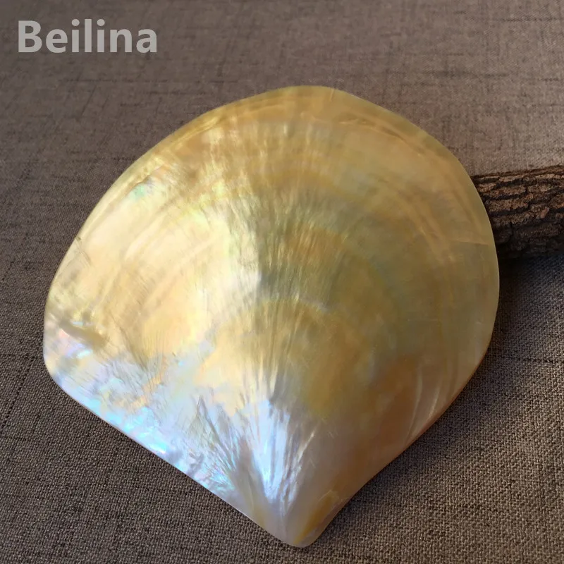Natural-yellow-mother-of-pearl-shell-craft-Conch-DIY-Home-Decoration ...