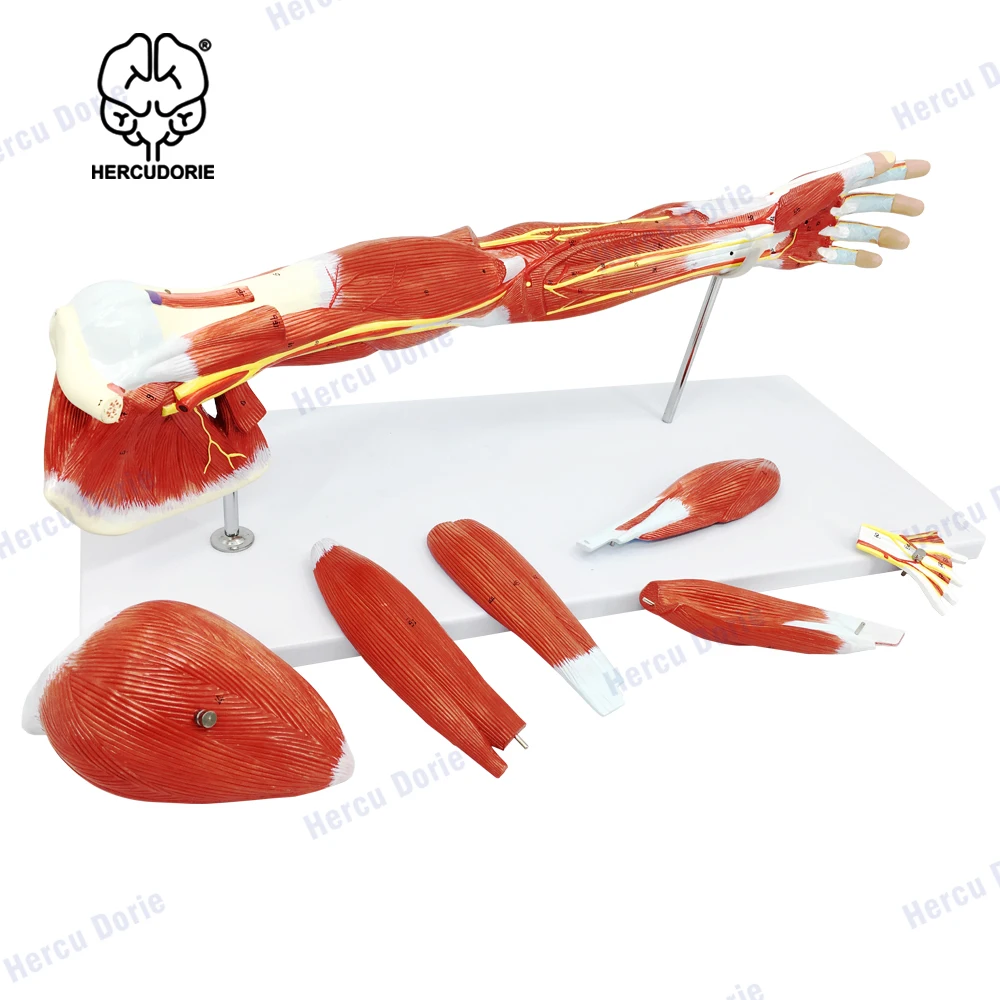 Arm Muscle Model, 7 Parts Muscular Arm Anatomy Model, Life Size Human ...
