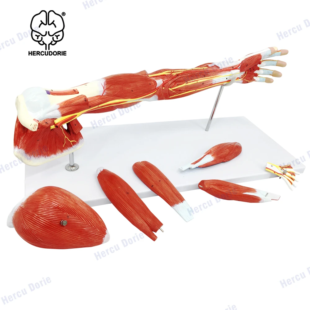 Arm Muscle Model, 7 Parts Muscular Arm Anatomy Model, Life Size Human ...
