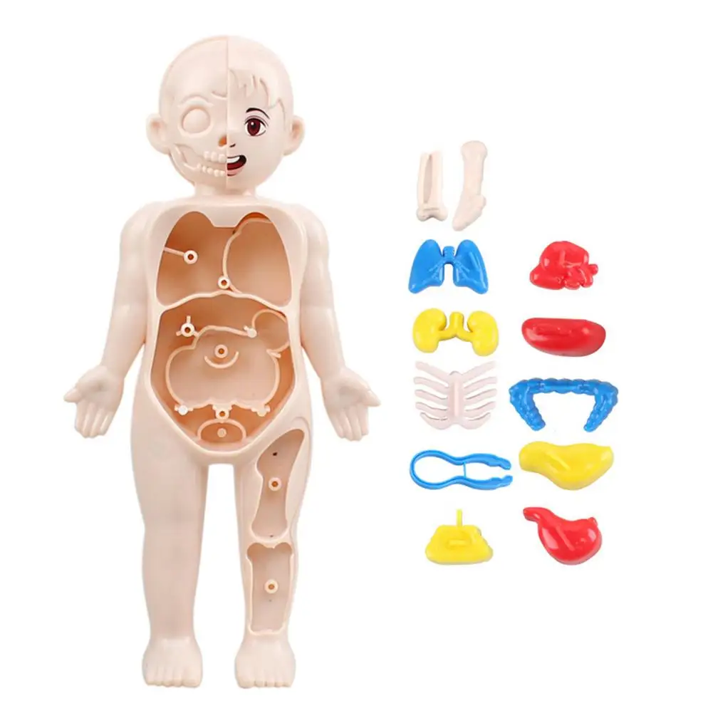 7inch Height Anatomy Doll - Removable Human Body Toy Set With Skeleton ...