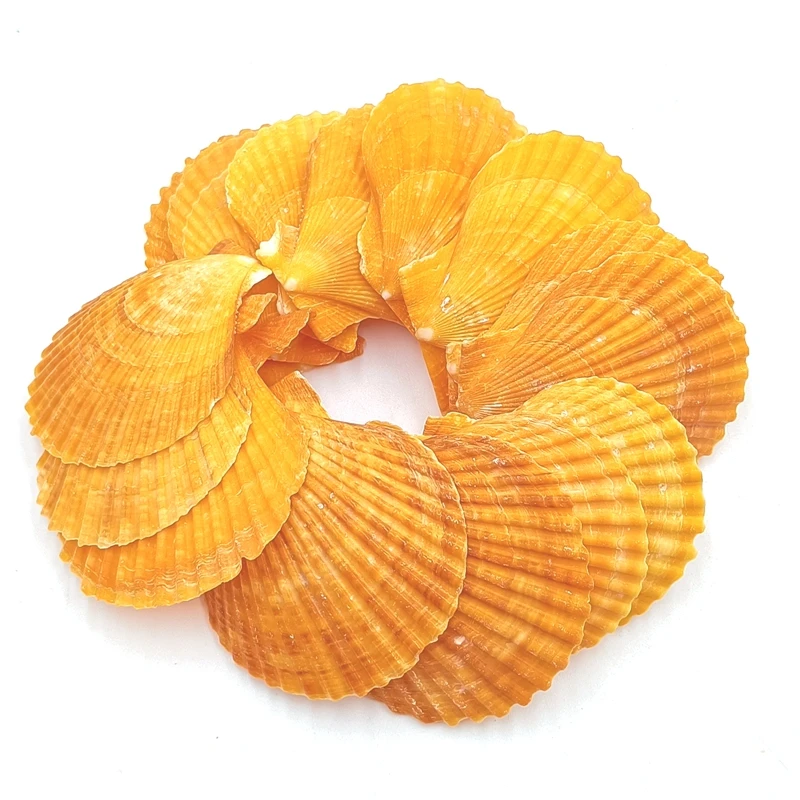 12 pçs conchas naturais do mar, conchas de vieira para diy artesanato ...