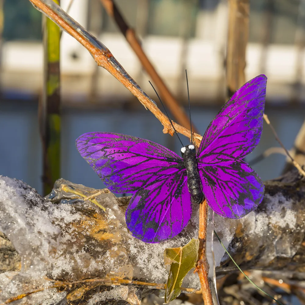 Real Purple Butterfly Pictures