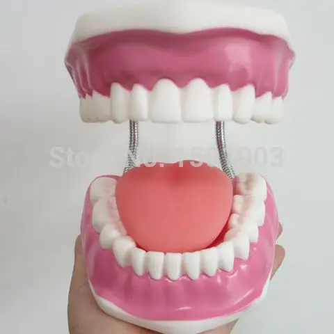 High-Quality-6-times-big-size-Dental-clinic-tooth-model-Dental-teaching ...