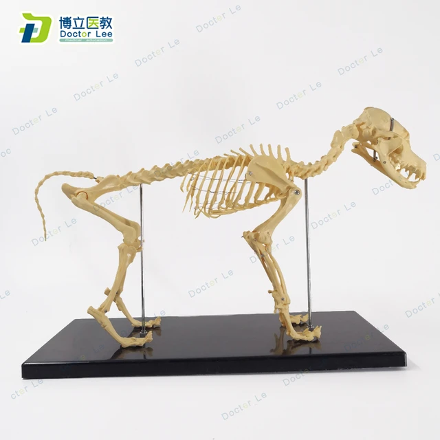 Small Animal Skeletons