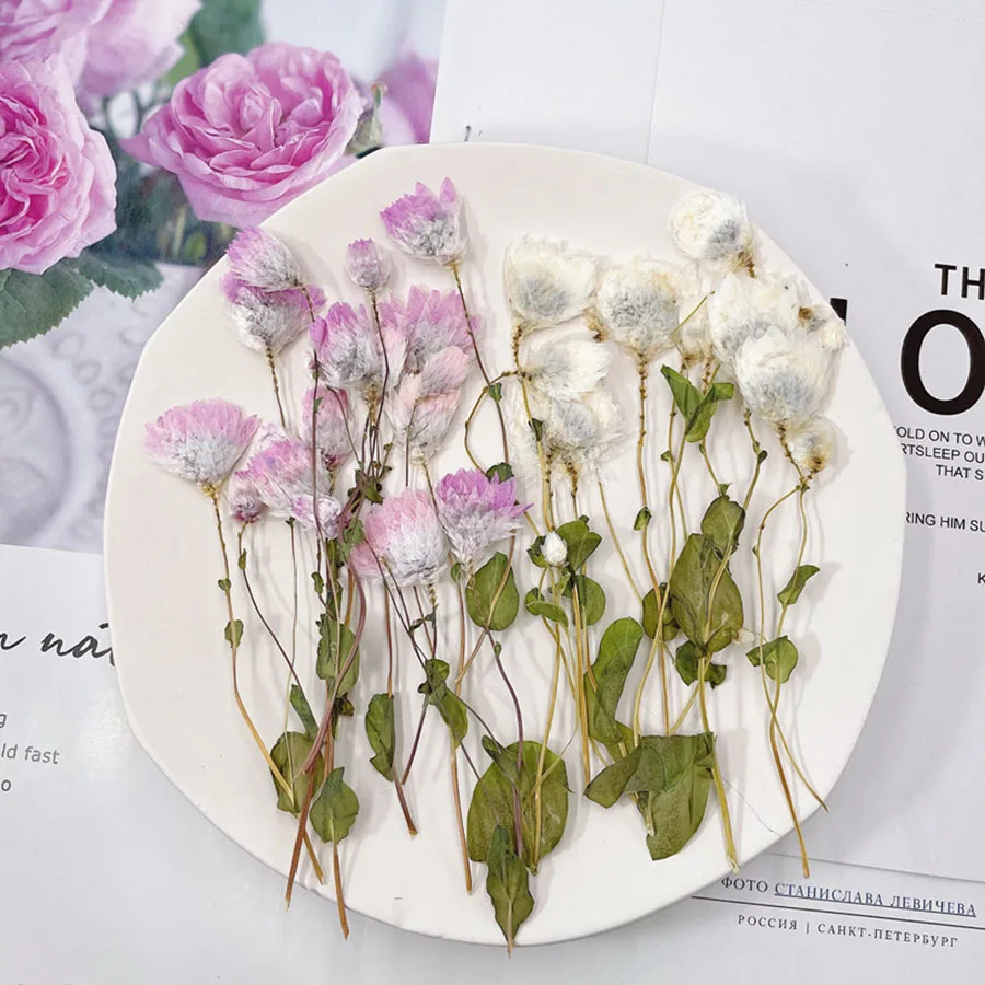 60pcs Pressed Dried Rhodanthe Manglesii Stalk Flower Plant Herbarium ...