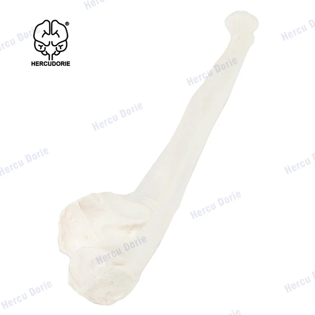 Life Size Medical Bone Replica Axis Scientific Human Femur Bone Model ...