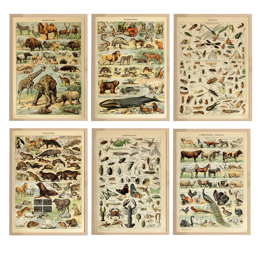 Vintage Animal Posters Mammals Reptiles Fish Insects Vintage French Art ...
