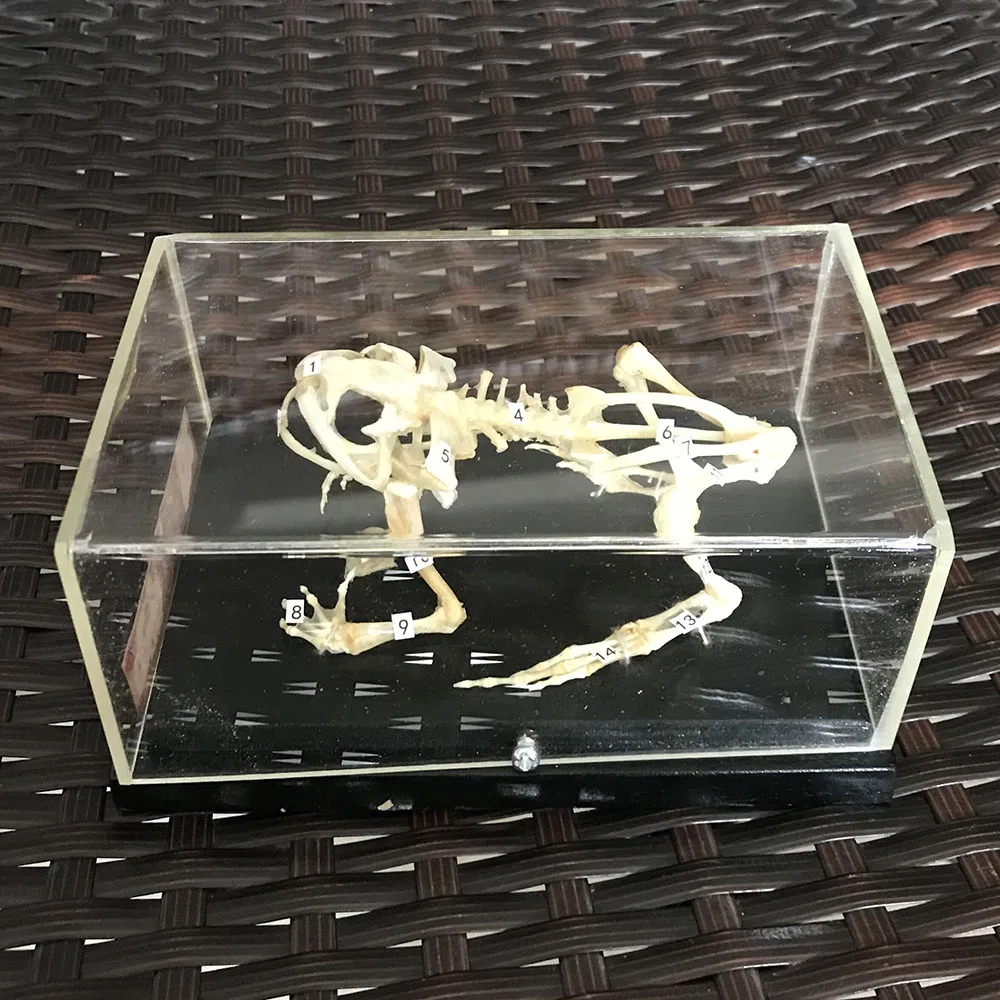 Toad Skeleton