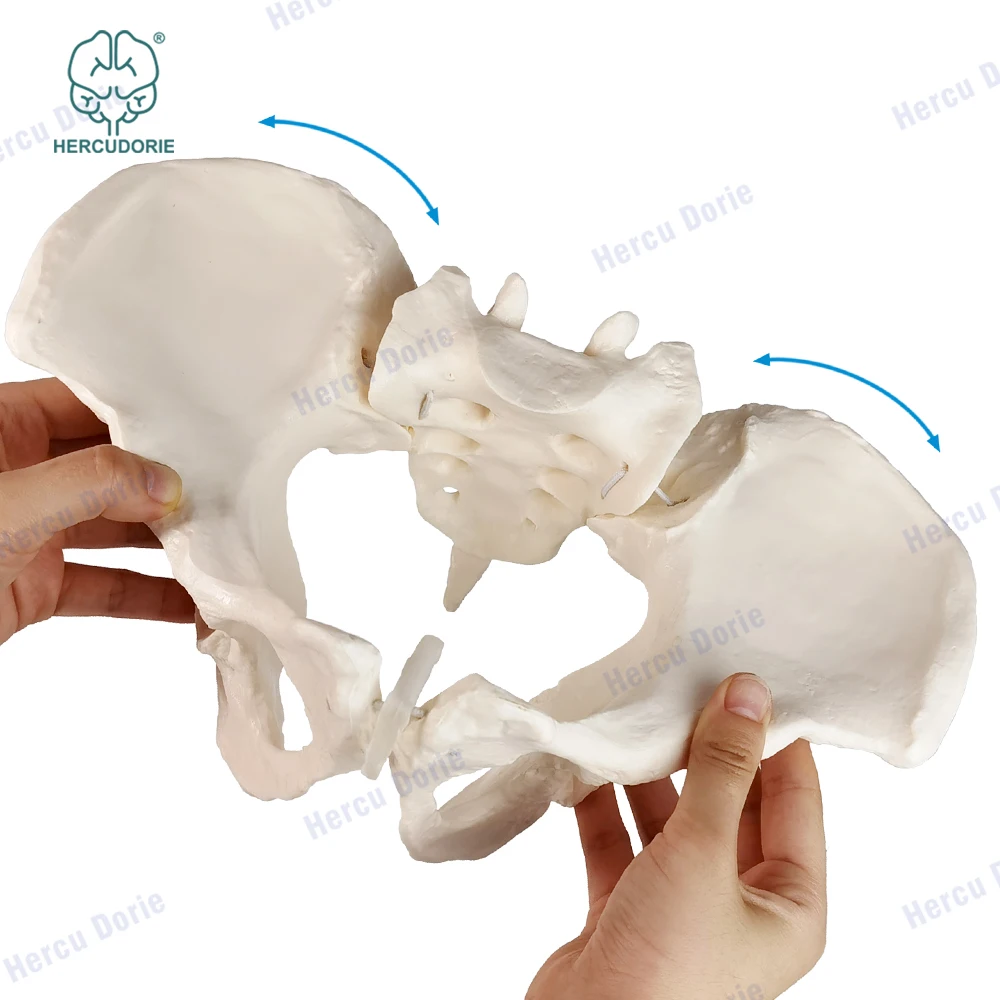 Modelo Anatómico Femenino De Pelvis, Sacro Y Pubis, Kit De