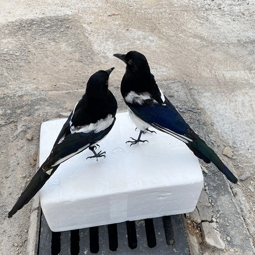 2Pcs-axidermy-stuffing-Pica-pica-Eurasian-Magpie-Common-Magpie-Black ...