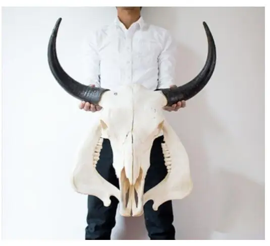 head-Arts-Natural-yak-skull-crafts-tau-sheepshead-decorations-special ...