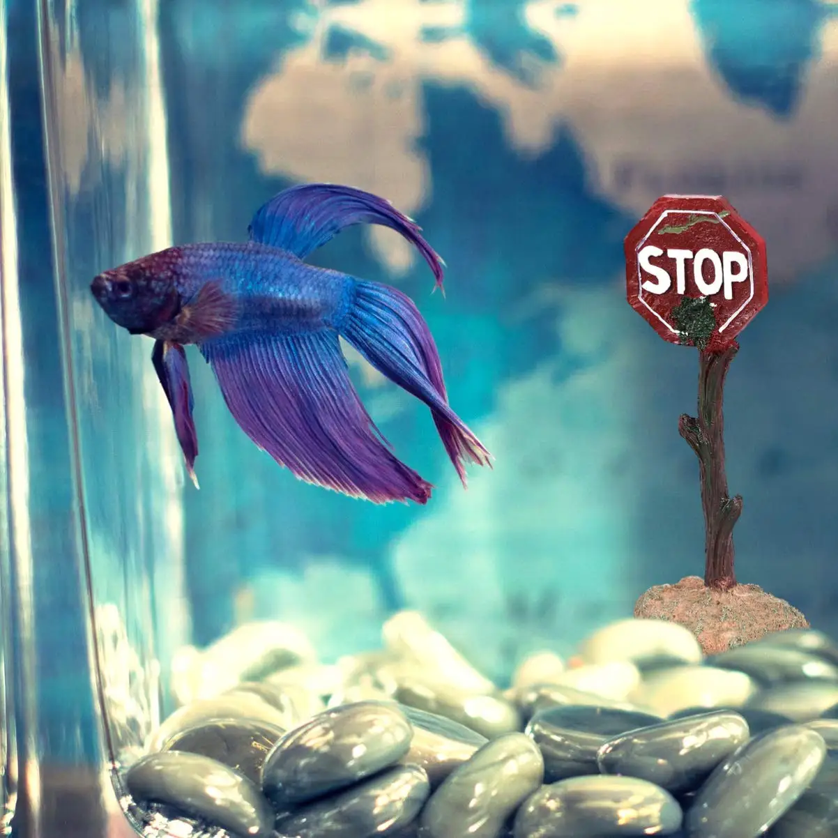 Mini Shark Fish Tank