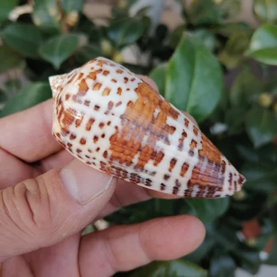 Natural conch shell, rainbow conch, aquarium fish tank landscaping ...