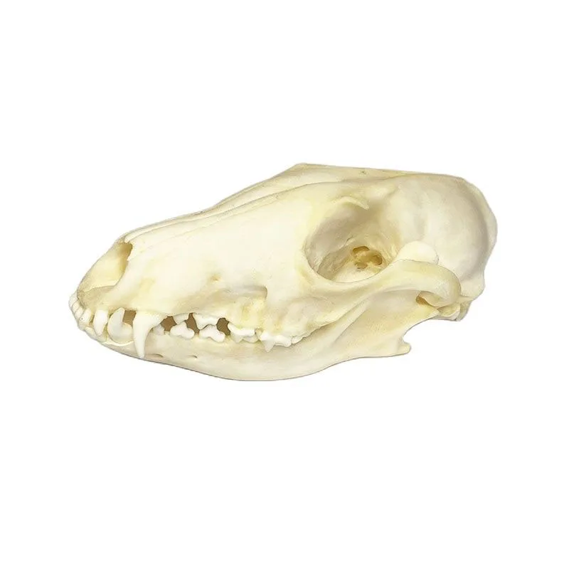 Red Fox Skull Front