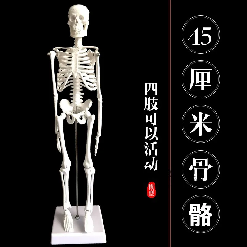 Human Skeleton Model Specimen Human Skeleton Specimen 45cm lou Iliac ...