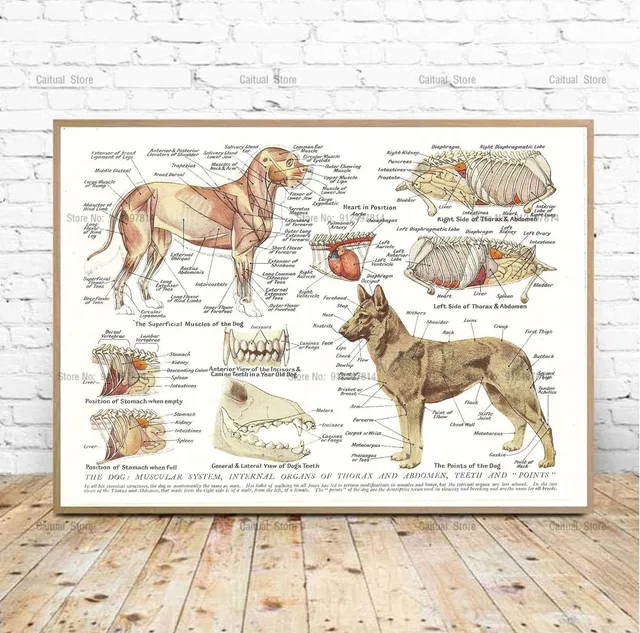 Muskelanatomie Des Hundes Lehrmodell Hundeorgan Muskelanatomie Modell