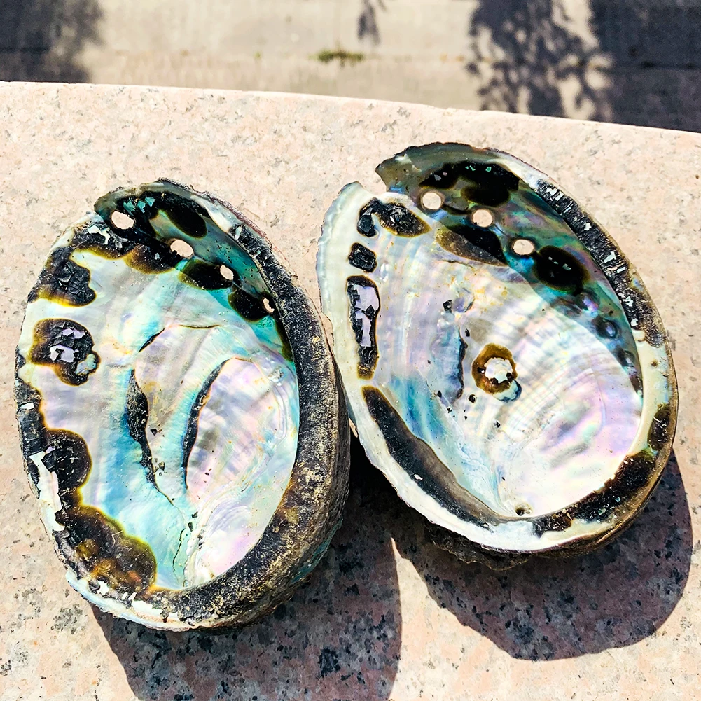 Home & Hobby Craft Supplies & Tools - Small Abalone Shell Beach Wedding ...