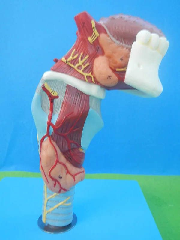 Larynx Anatomy Model