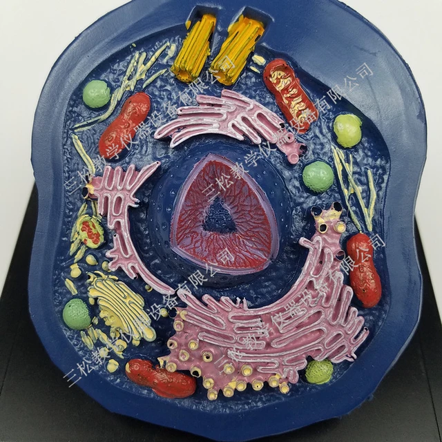 Plant Cell Project Ideas Middle School