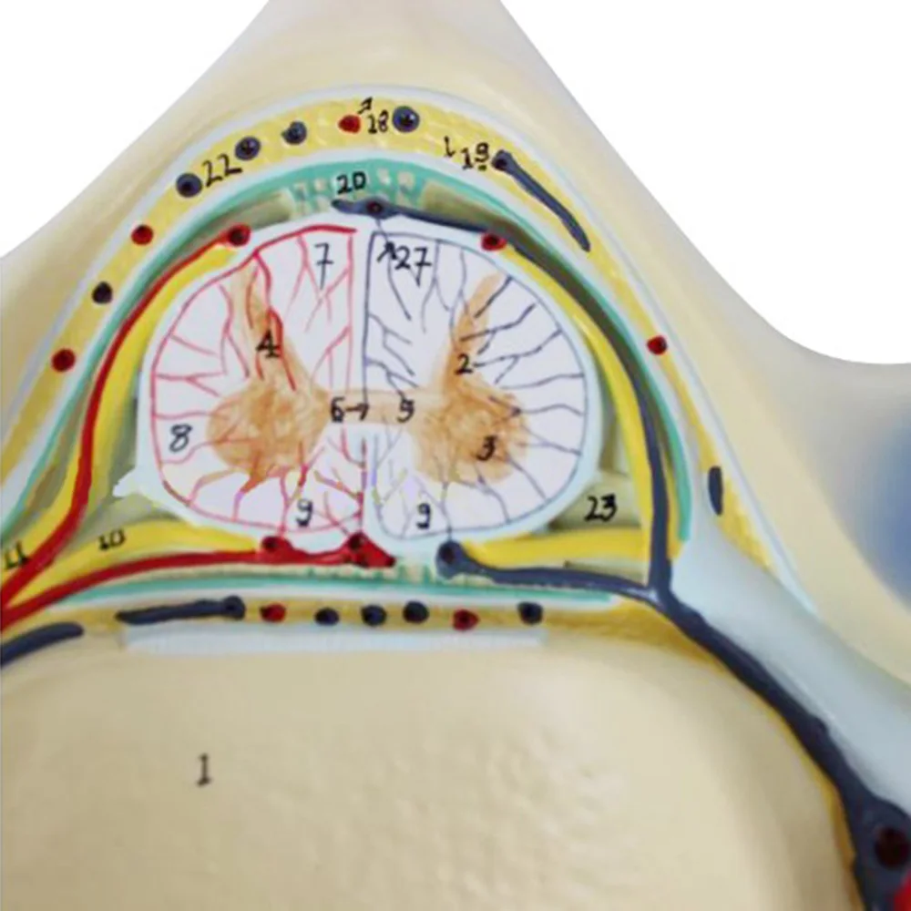 Labeled Spinal Cord Model