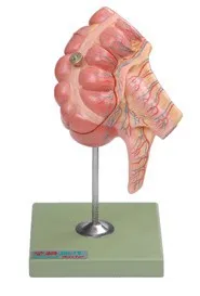 1:1 Life Size Human Cecal And Appendix Models Visceral Anatomical ...
