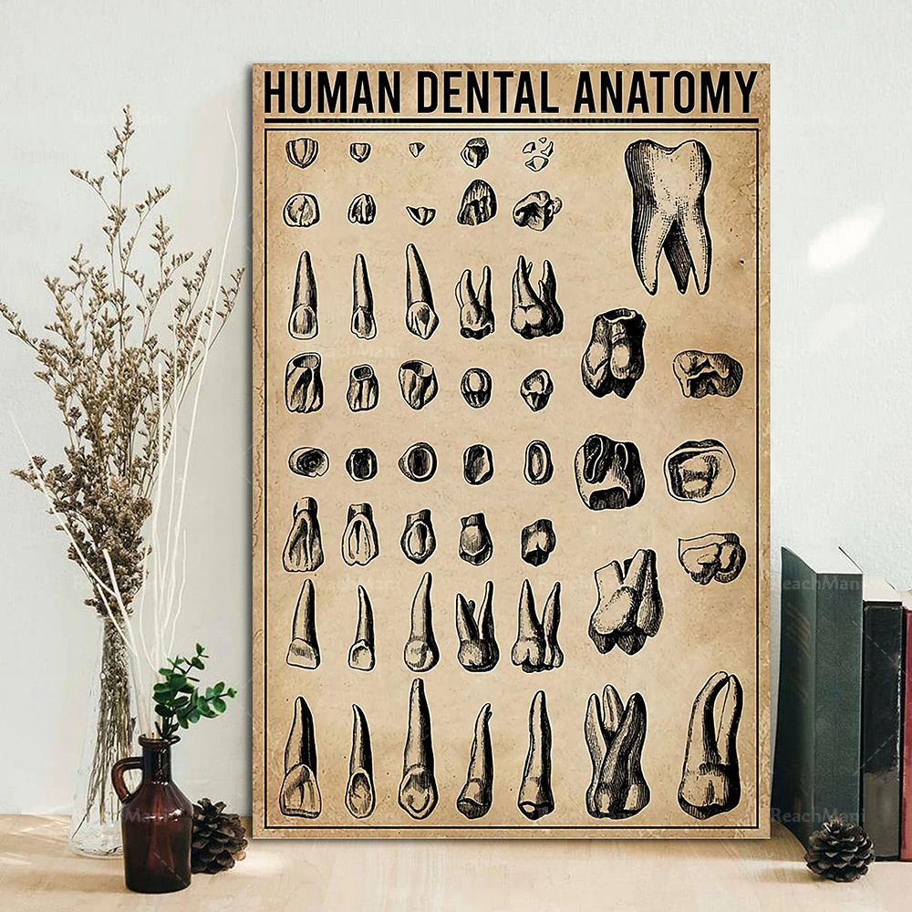 Dental Anatomy Posters, Dental Art Prints, Teeth Posters, Teeth ...