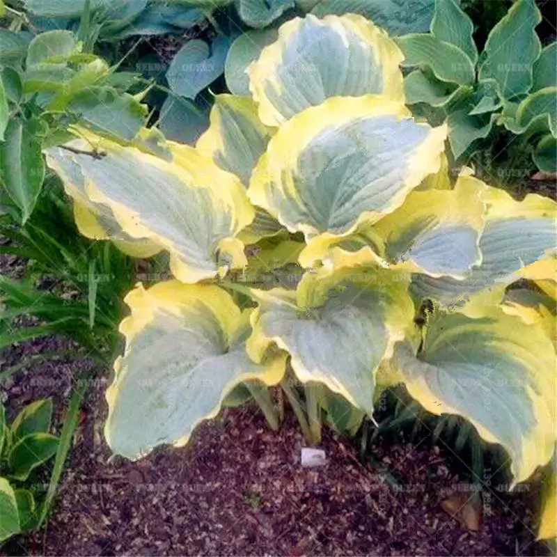 200 шт японский Hosta бонсай многолетний подорожник красивая Лилия