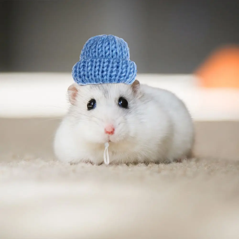 Hamsters With Hats