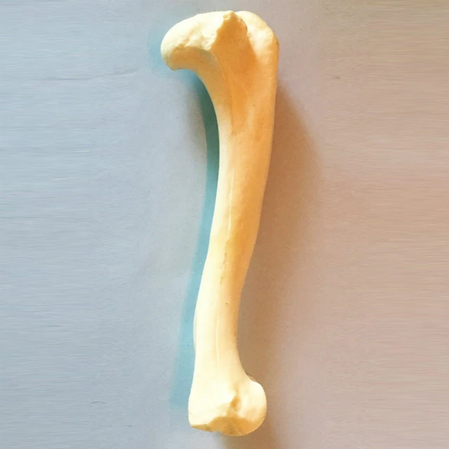 Dog Humerus Anatomy