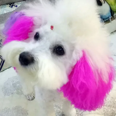 How Do You Bleach A Dogs Hair