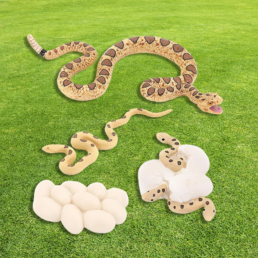 Life Cycle Of A Rattlesnake
