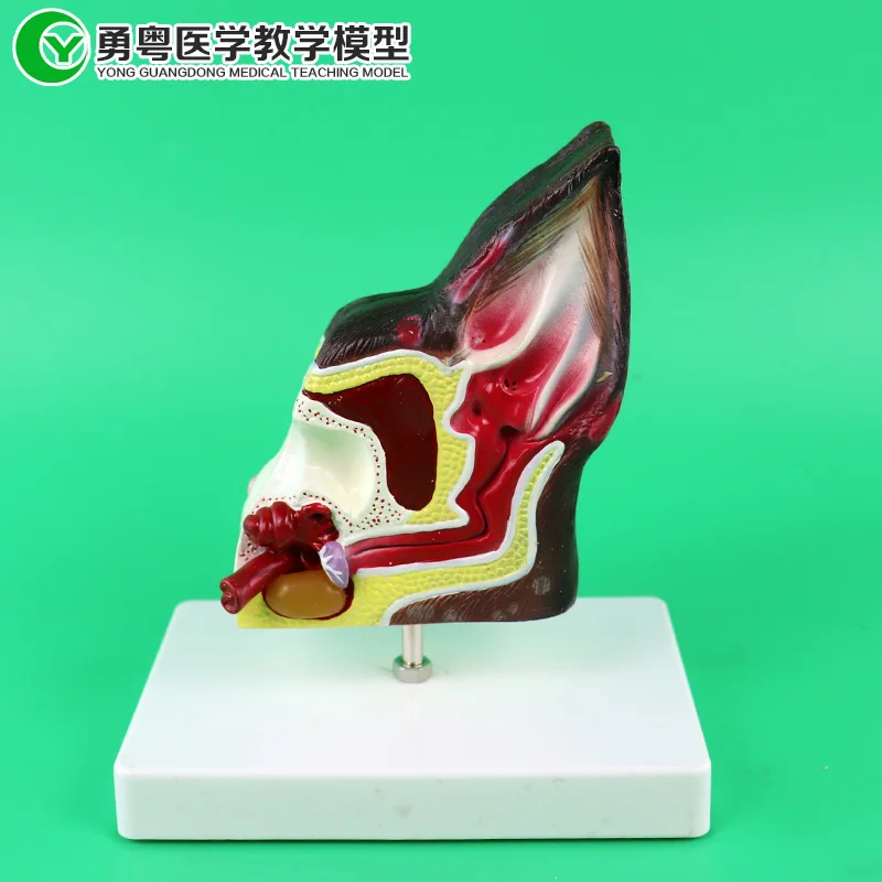1-1-Life-sized-Dog-Sick-Ear-Pathological-Anatomy-Model-Auditory-Inner ...