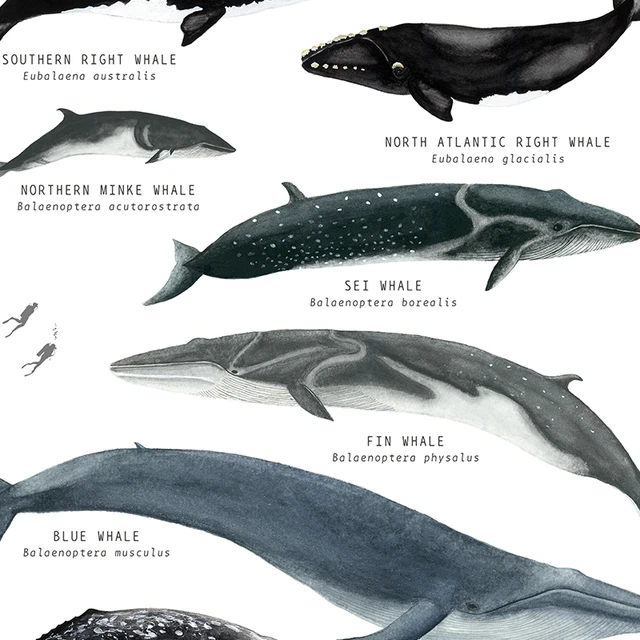 Marine Biology Whales