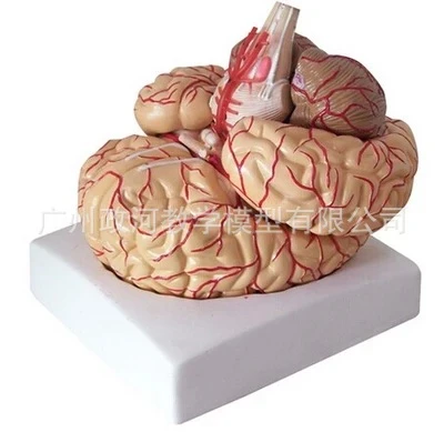 Cranial Nerves Model Labeled