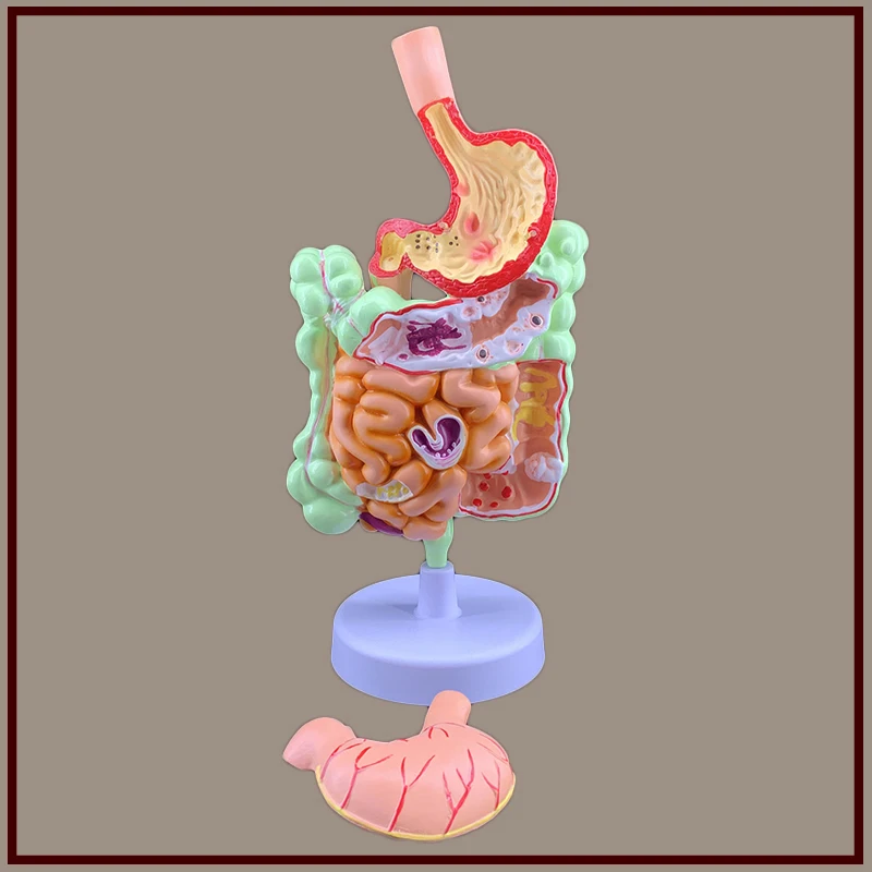 Human digestive system anatomical model large intestine model rectal ...