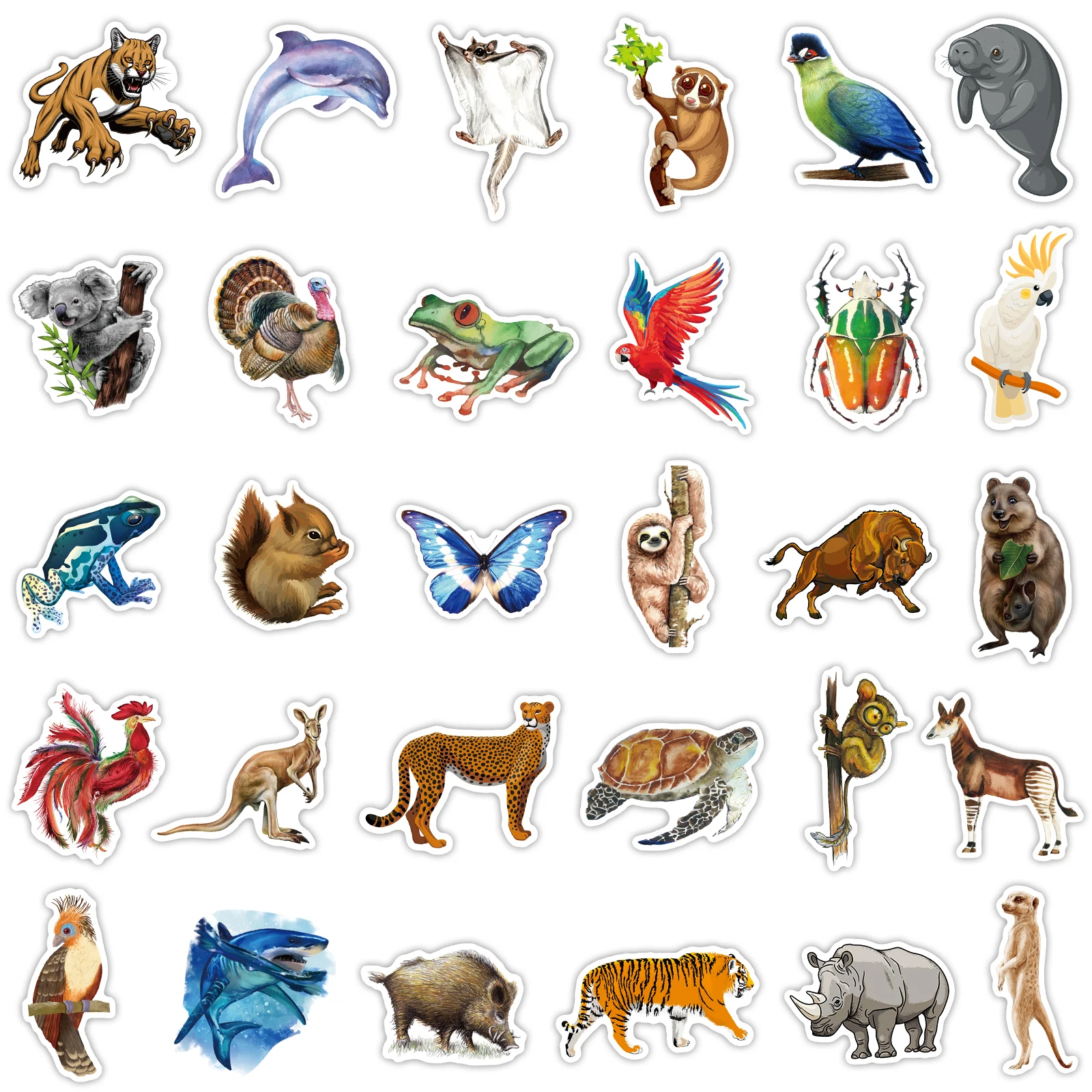 Cute Rainforests Animals