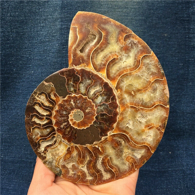 1pc Natural ammonite conch Crystals stone mineral specimen healing ...