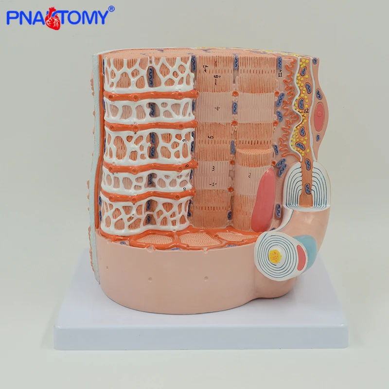 Enlarged-human-Skeletal-Muscle-Fiber-model-medical-teaching-tool ...