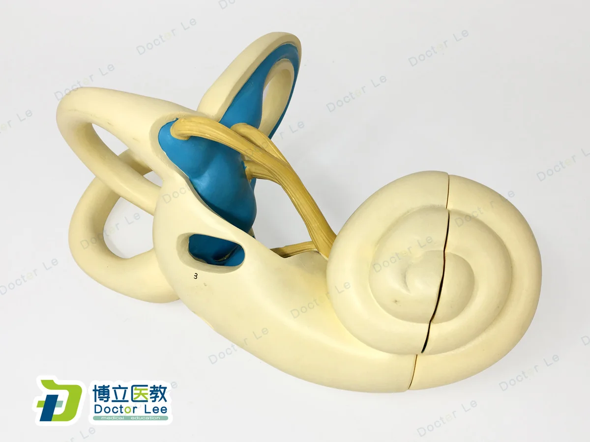 Semicircular Canals Model