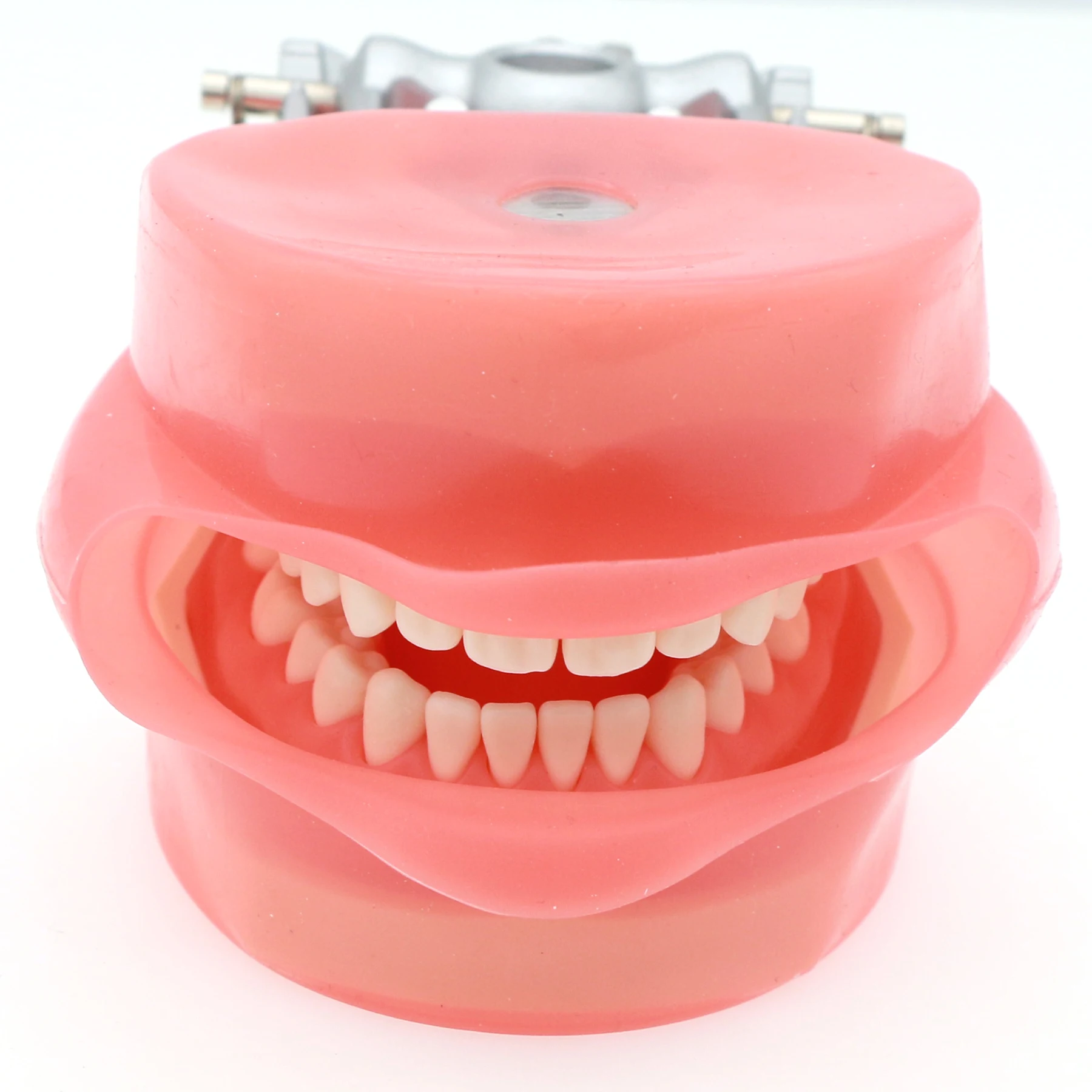 Dental Typodont Model 28 Removable Teeth And Simulation Cheek ...