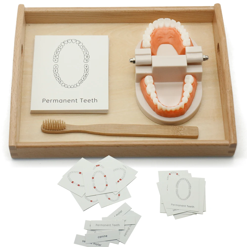 Montessori Teaching Aids Tooth Toy Simulated Teeth Brushing Toy Card ...