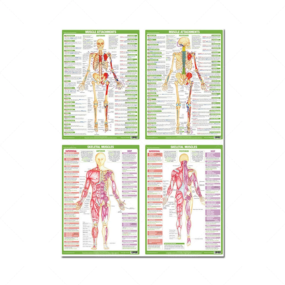 Major Muscles Anatomy Wall Chart Poster Combo 2 Posters Chartex Ltd
