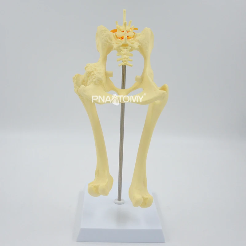 Canine Pelvis Bone Model Dog Skeleton Pelvic Cavity Femur Nerves Animal Anatomical Teaching Tool ...