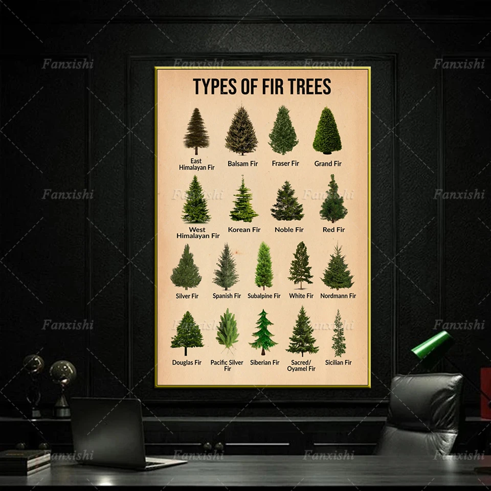 Types Of Fir Christmas Trees