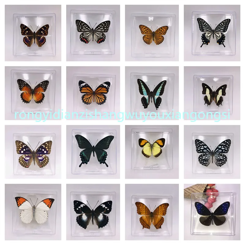 Real Butterfly Specimen Natural Colorful Education Teaching Home Decor ...